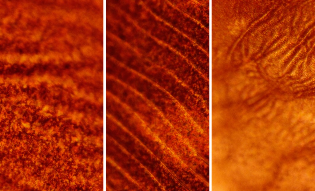 Microscopic Fingerprints Texture Pack by Go Media's Arsenal