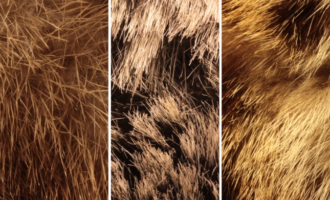 Fur Texture Pack by Go Media's Arsenal