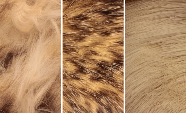 Fur Texture Pack by Go Media's Arsenal