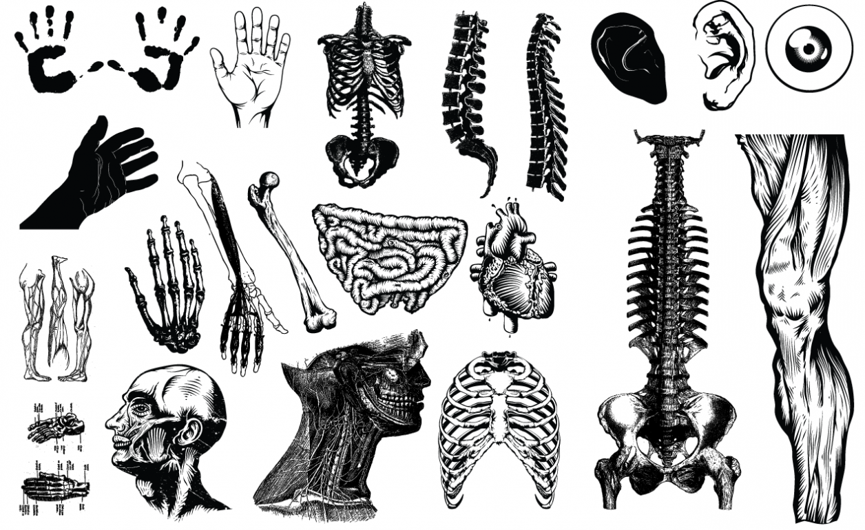 Anatomy Vector Pack